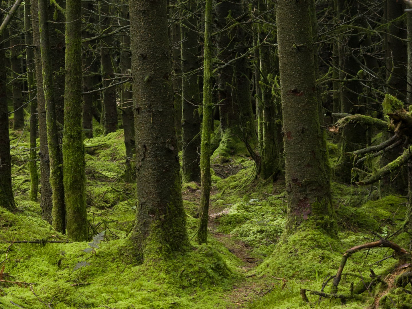 Exploring Nature's Paths: How Repetition Shapes Trails